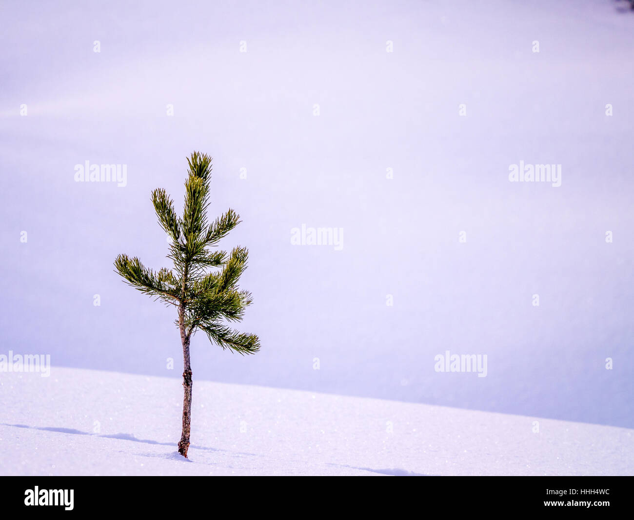 Alone tree snow hi-res stock photography and images - Alamy