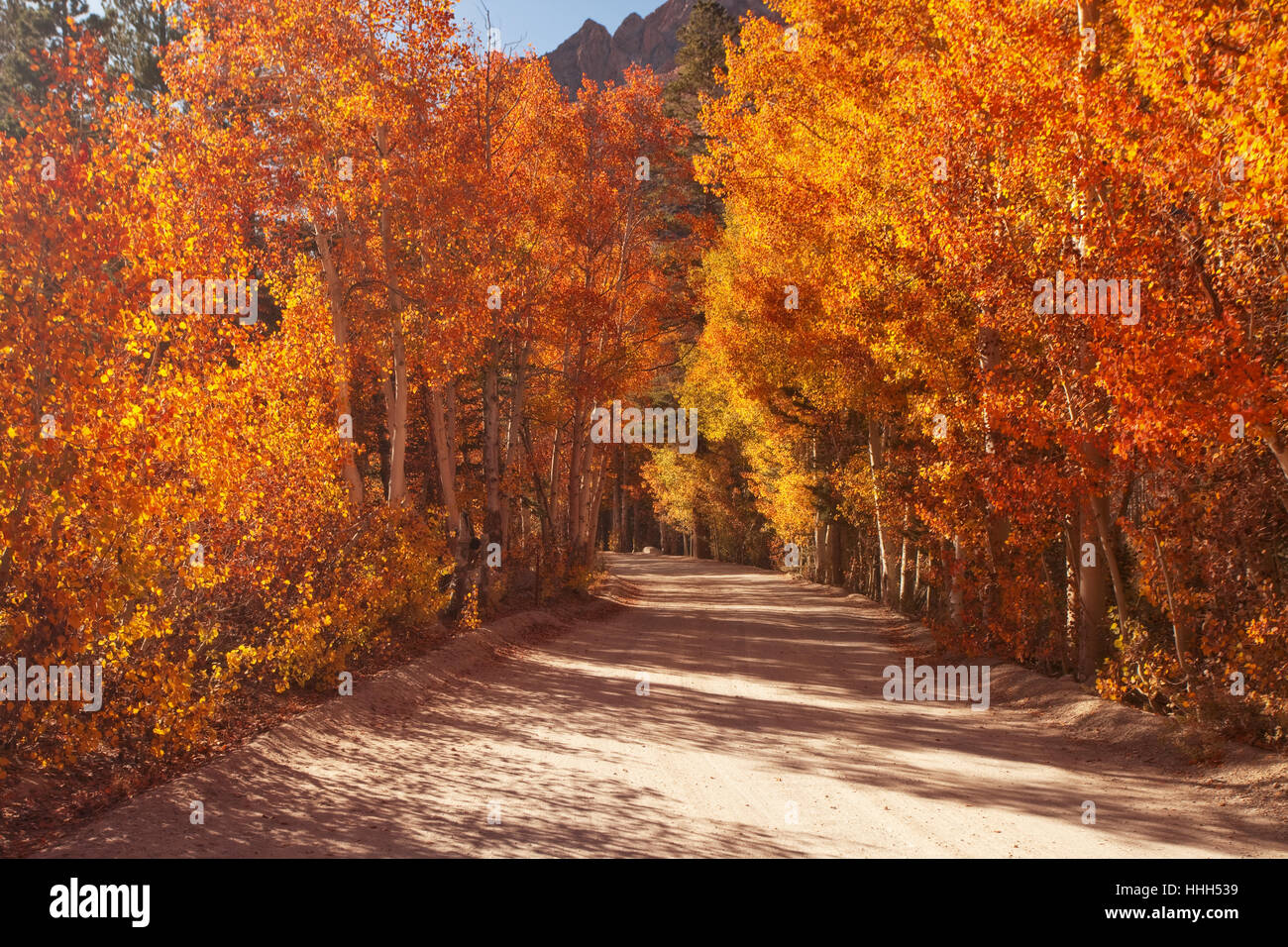 Various Fall foliage in its natural setting Stock Photo - Alamy