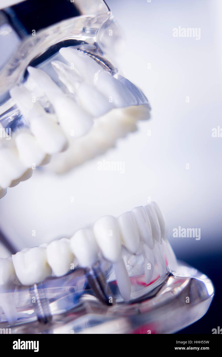 Dentists tooth plastic model used for teaching, learning and patient ...