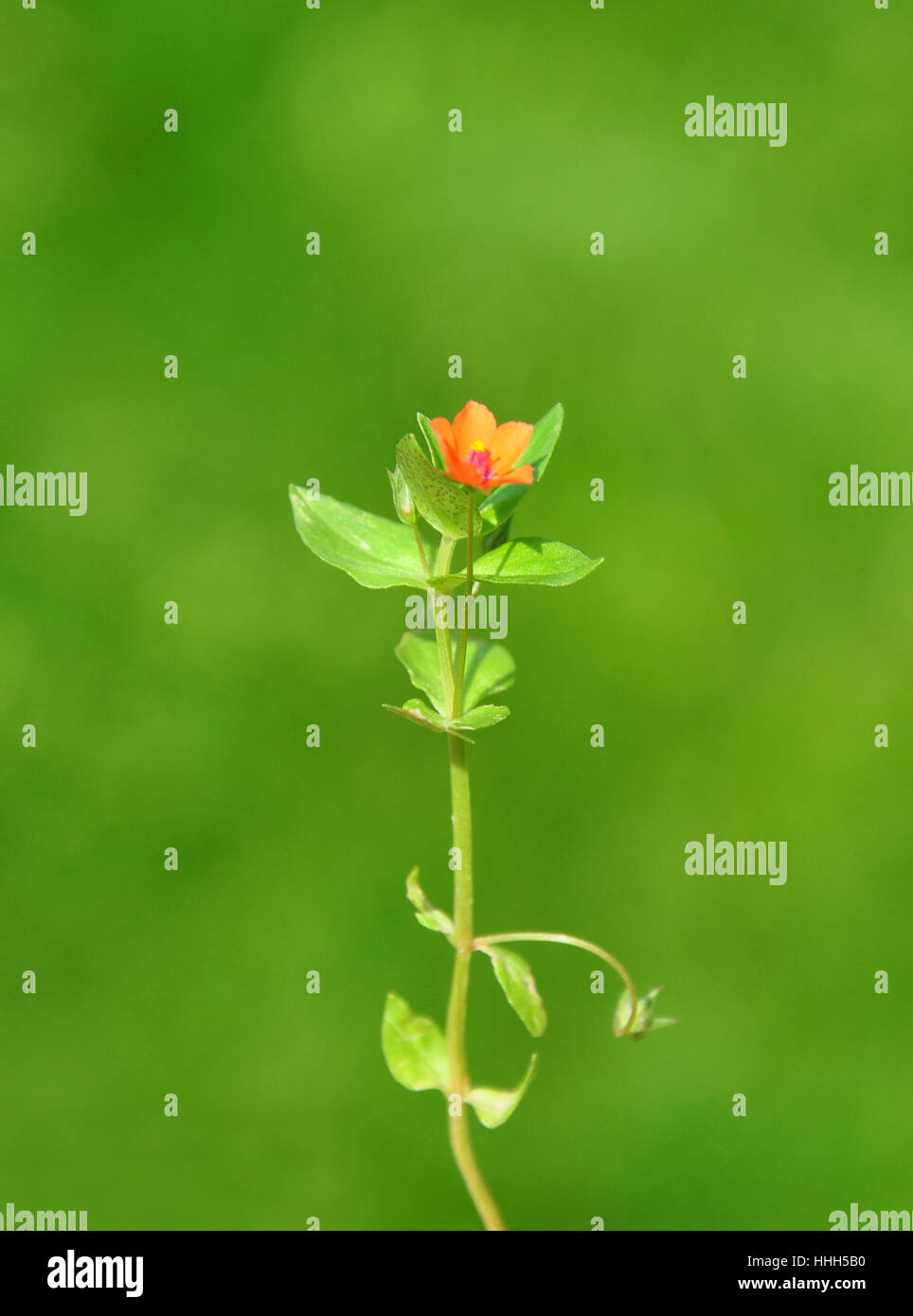 anagallis arvensis (anagallis arvensis Stock Photo - Alamy