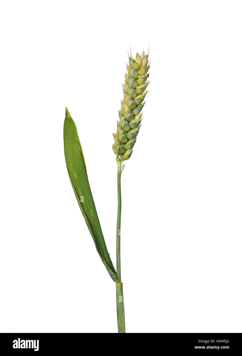 isolated, optional, green, bloom, blossom, flourish, flourishing ...