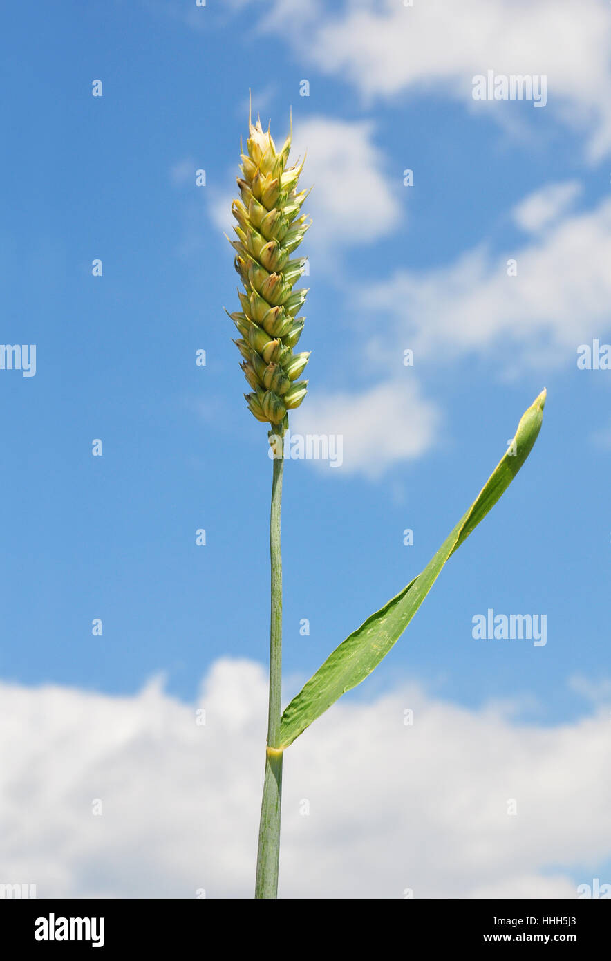 wheat (triticum aestivum Stock Photo - Alamy