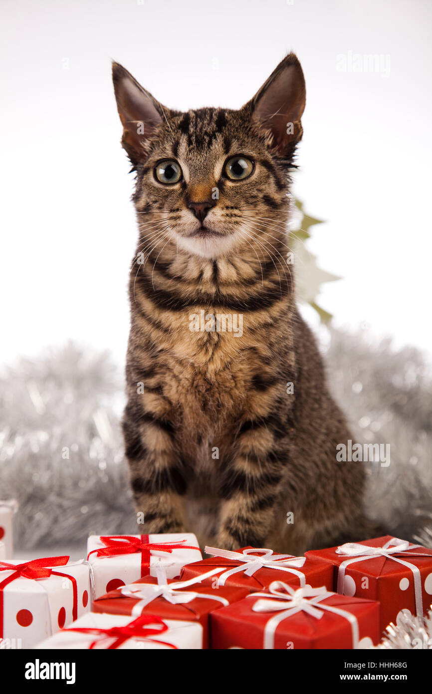 Blaze the cat winter hi-res stock photography and images - Alamy