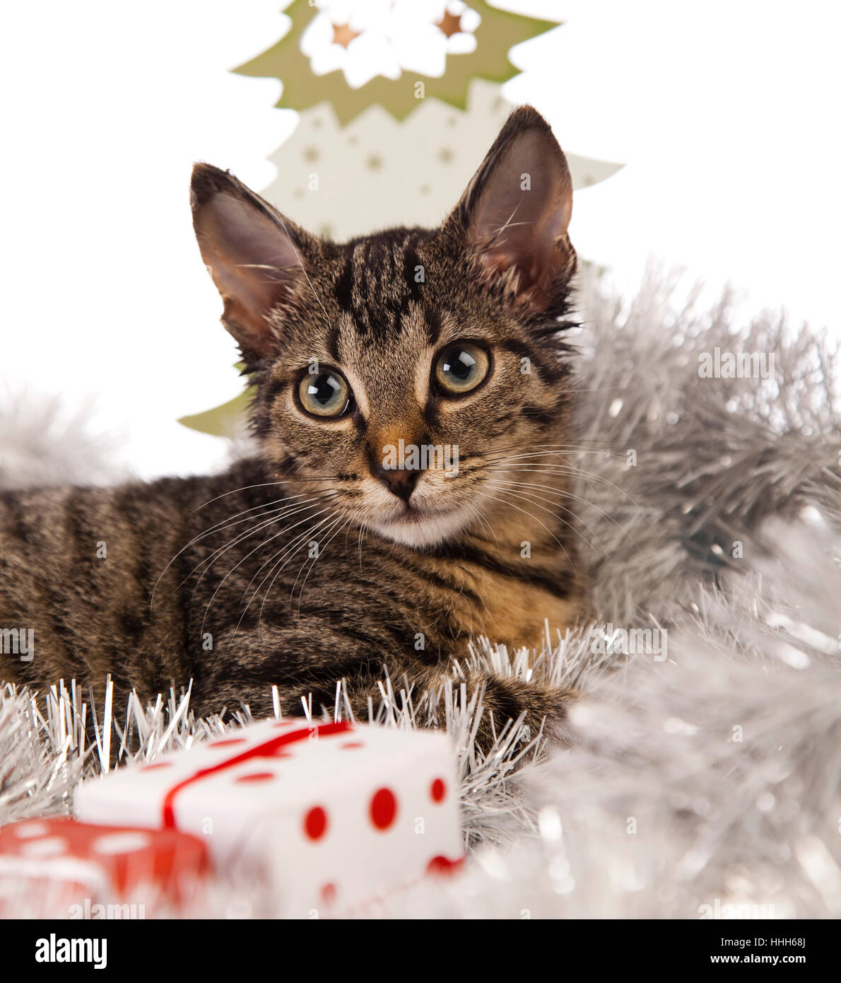 Blaze the cat winter hi-res stock photography and images - Alamy