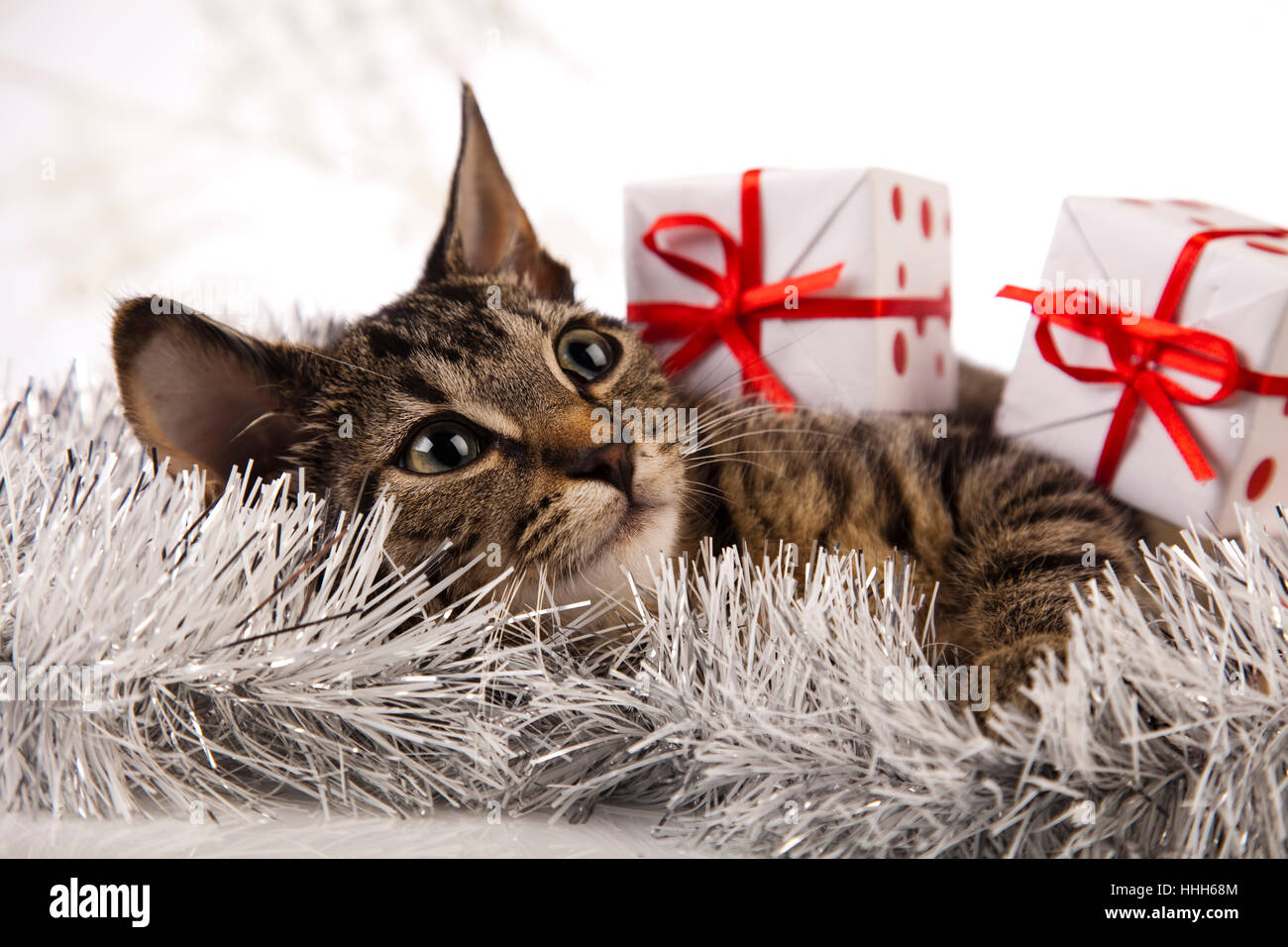 Blaze the cat winter hi-res stock photography and images - Alamy