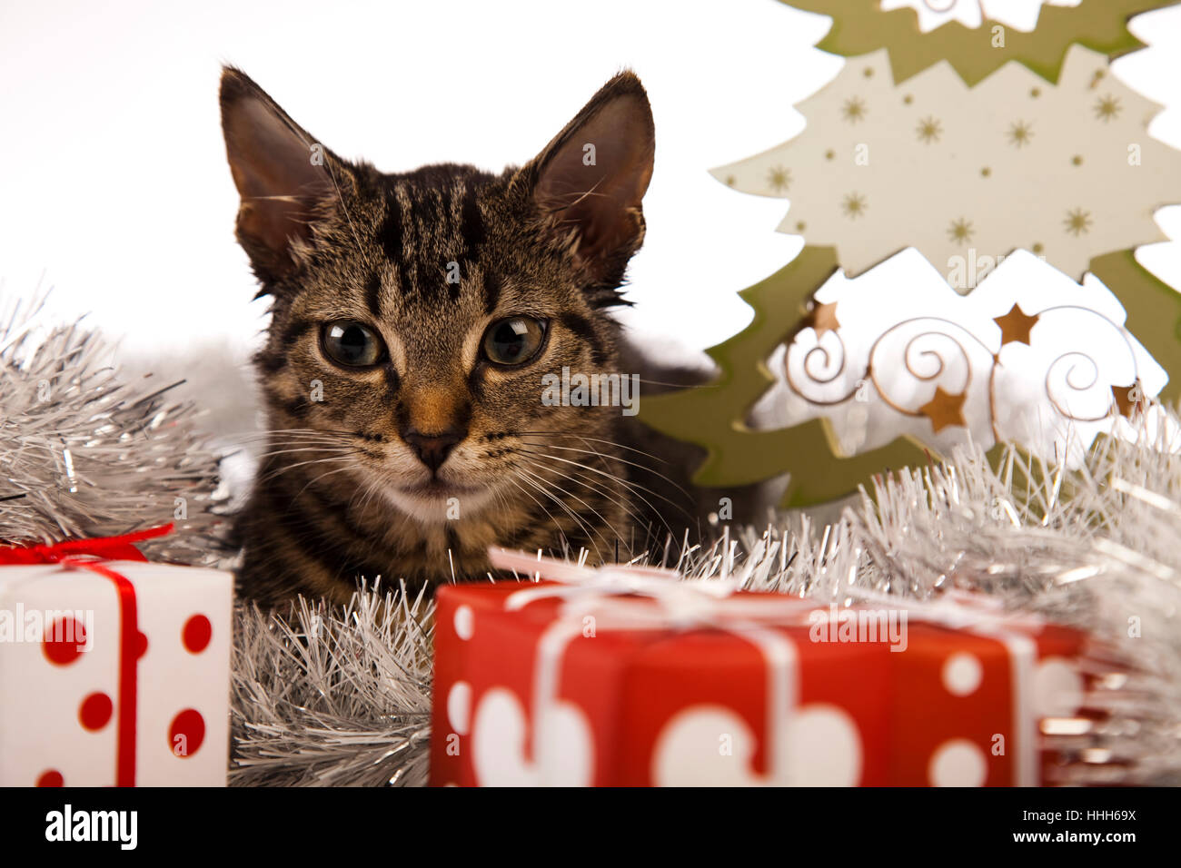 holiday, animal, party, celebration, christmas, december, cat baby ...