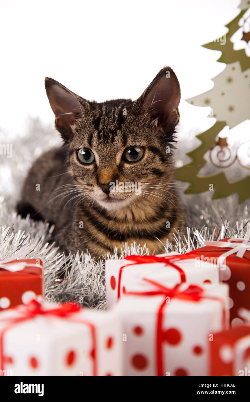 Blaze the cat winter hi-res stock photography and images - Alamy