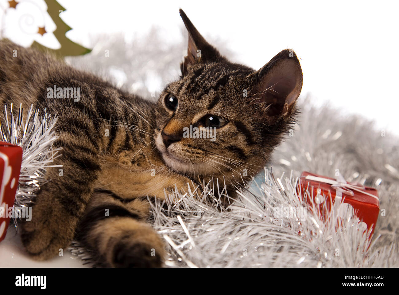 Blaze the cat winter hi-res stock photography and images - Alamy