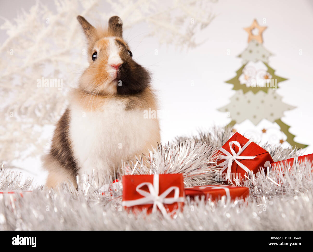 holiday, vacation, holidays, vacations, animal, pet, rabbit, party ...