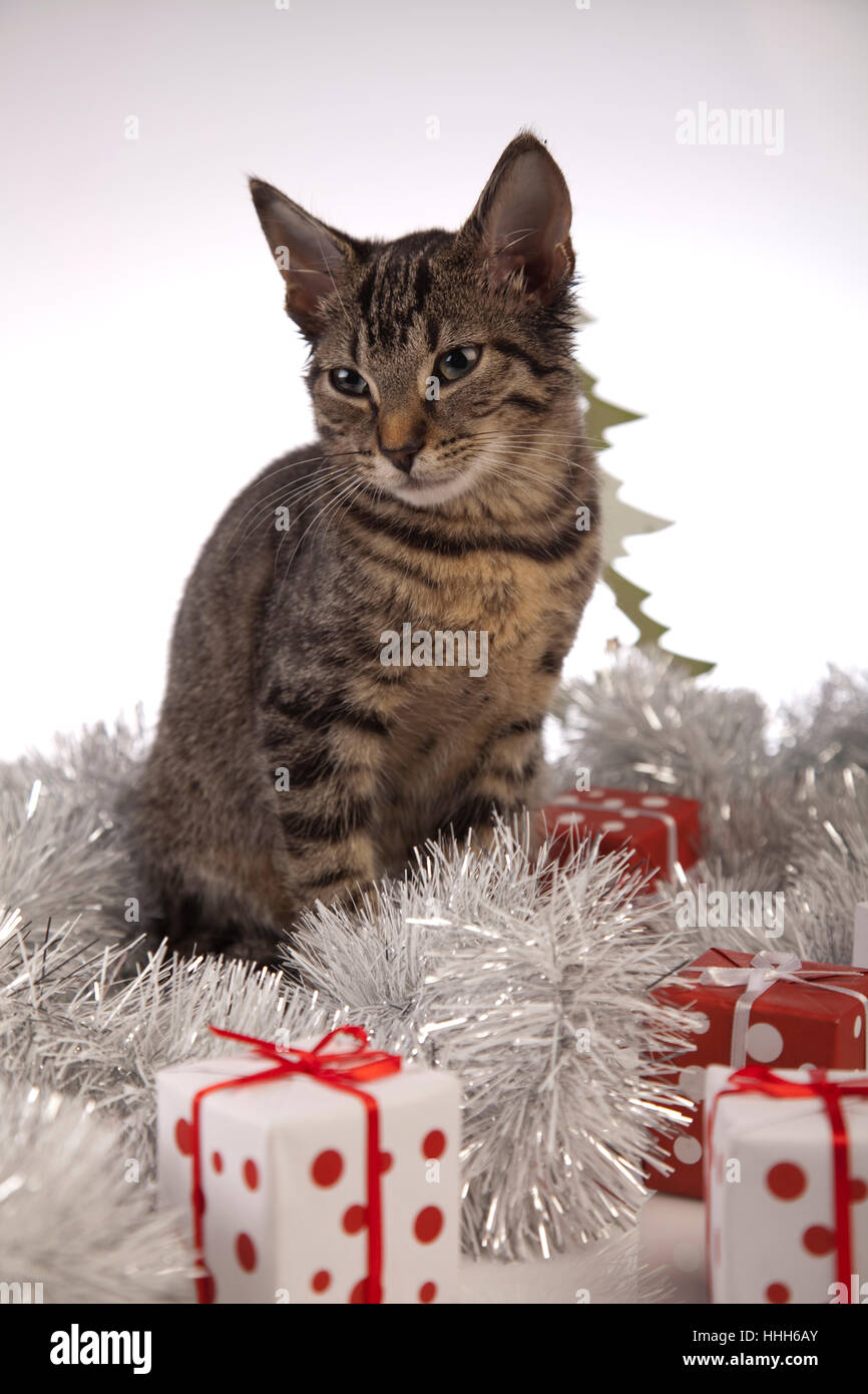 Blaze the cat winter hi-res stock photography and images - Alamy