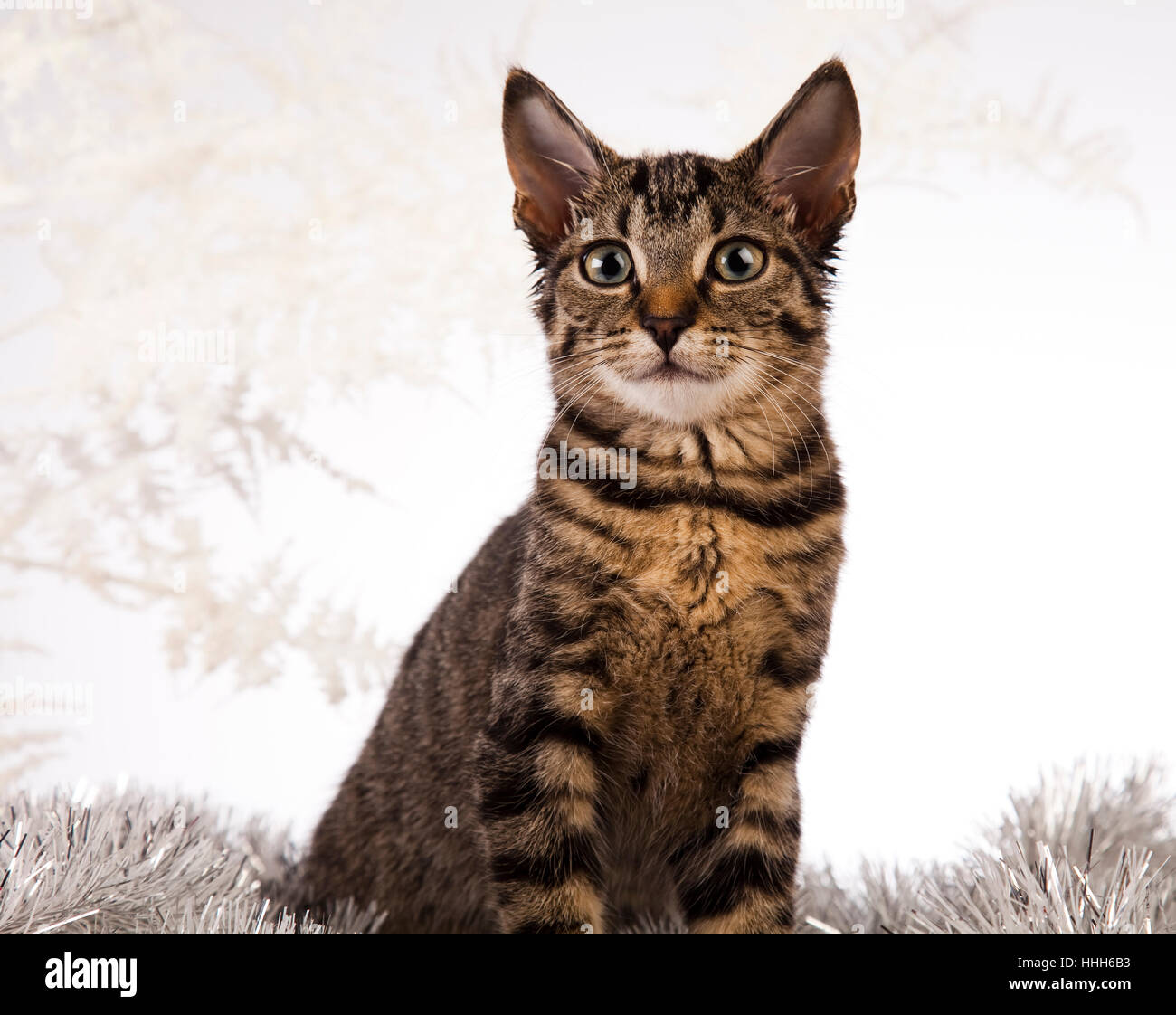 Blaze the cat winter hi-res stock photography and images - Alamy
