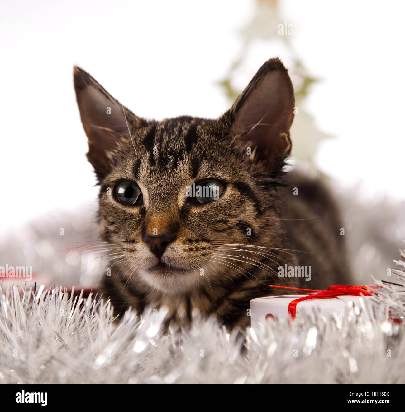 Blaze the cat winter hi-res stock photography and images - Alamy