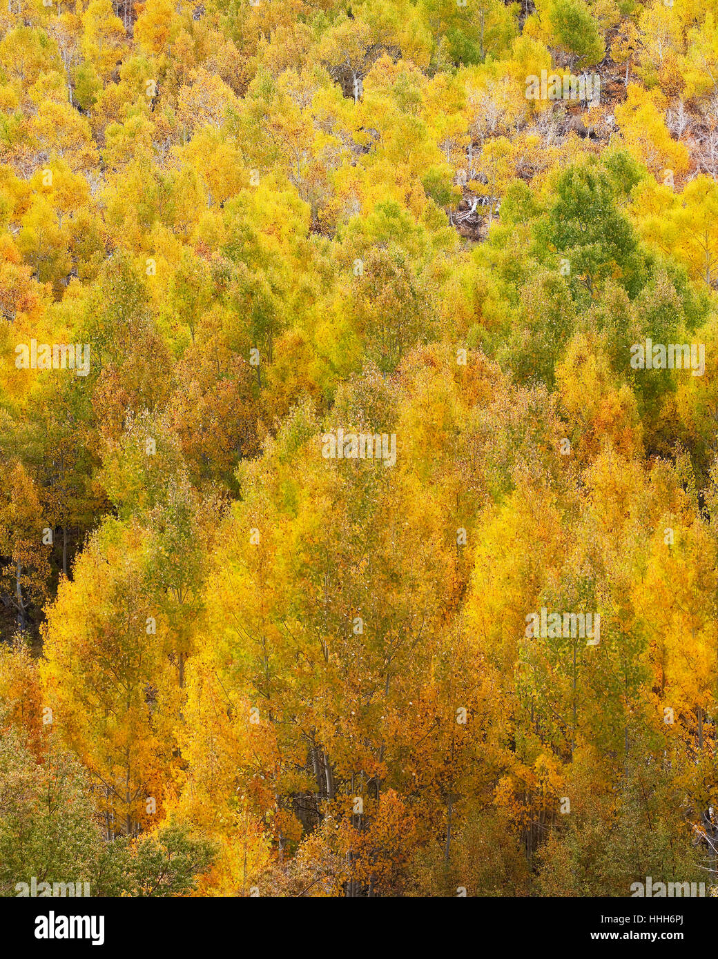 Various Fall foliage in its natural setting Stock Photo - Alamy