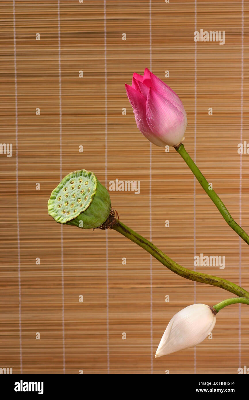 religion, asia, bud, rattan, petal, lotus, seed, spa, mineral spring ...