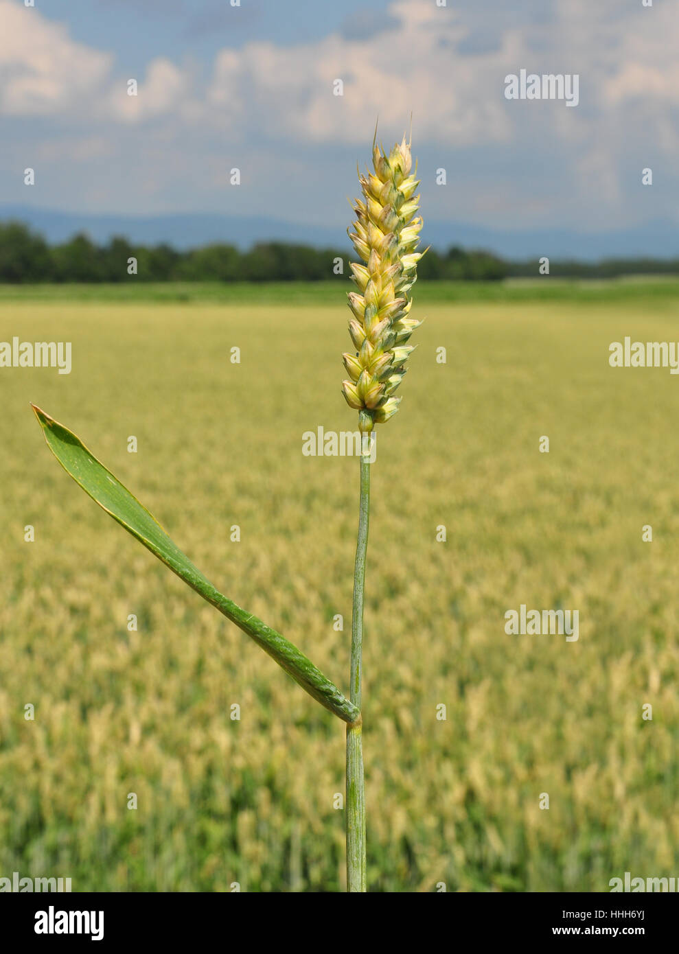 wheat (triticum aestivum Stock Photo - Alamy