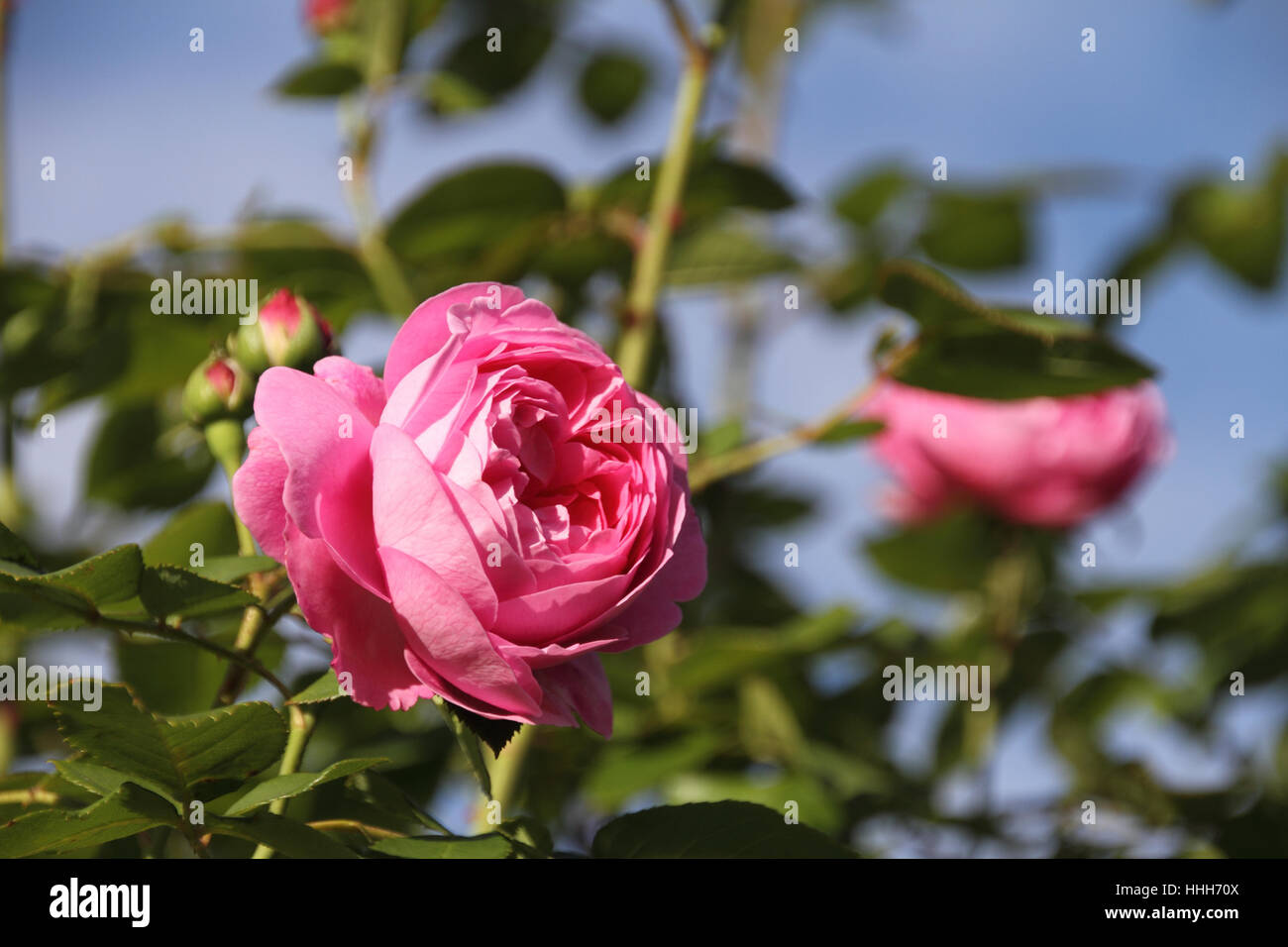 historical, garden, flower, plant, rose, bloom, blossom, flourish ...