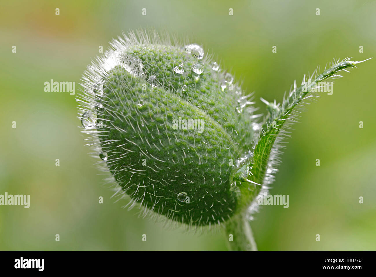green, raindrop, poppy, bud, blossom bud, drop, drip, drops, seeping ...