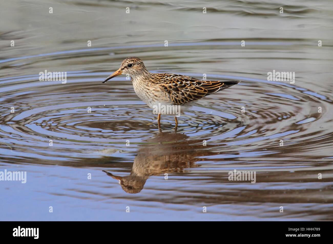bird, sandpiper, shore, animal, bird, wild, birds, wildlife, sandpiper ...