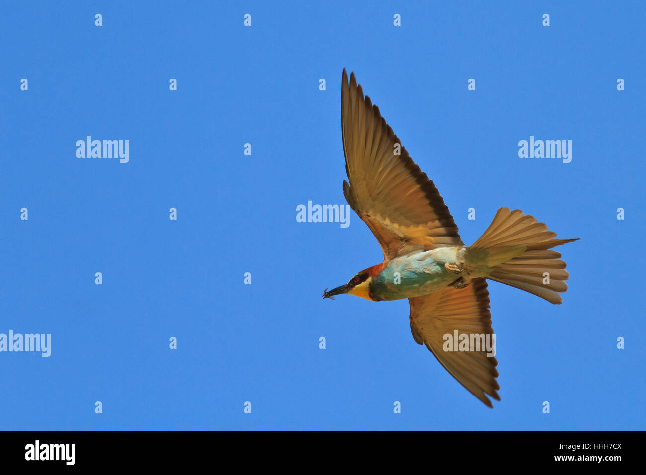 blue, bird, fauna, beak, exotic, fly, blue, beautiful, beauteously ...