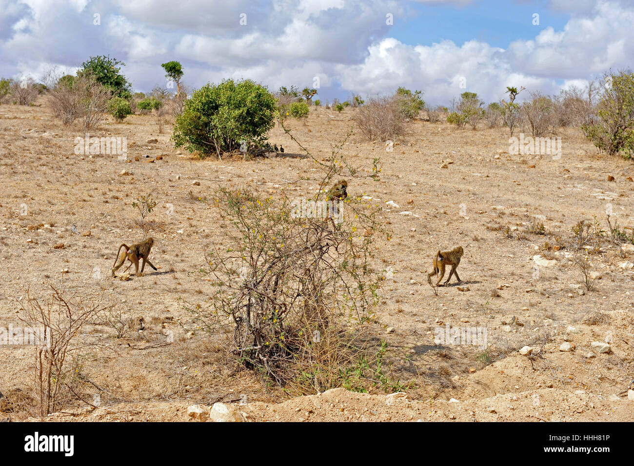 mammal, africa, kenya, apes, safari, baboon, primates, wild animal ...