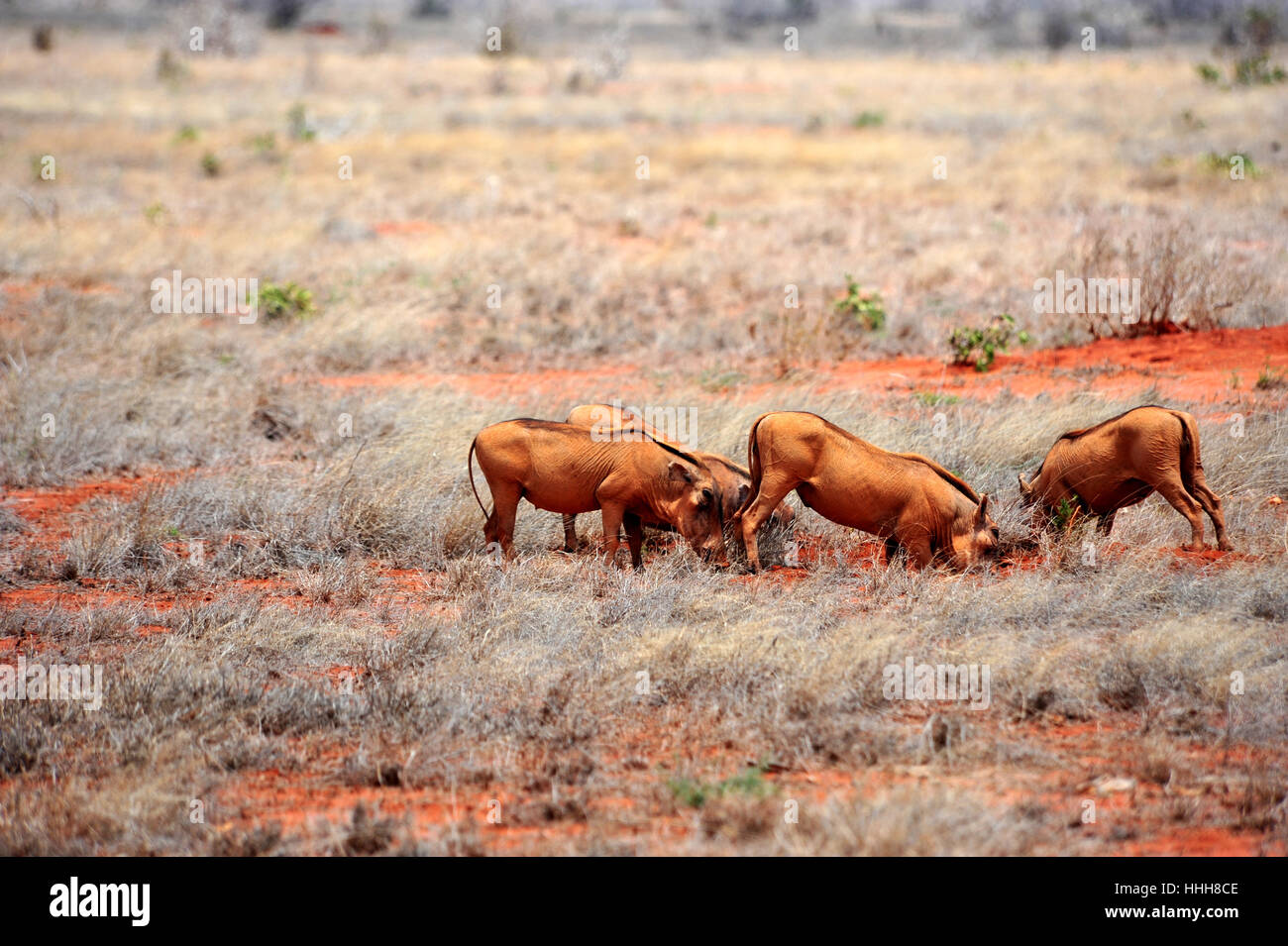 africa, savannah, safari, herd, wild boar, pig, red, national park ...