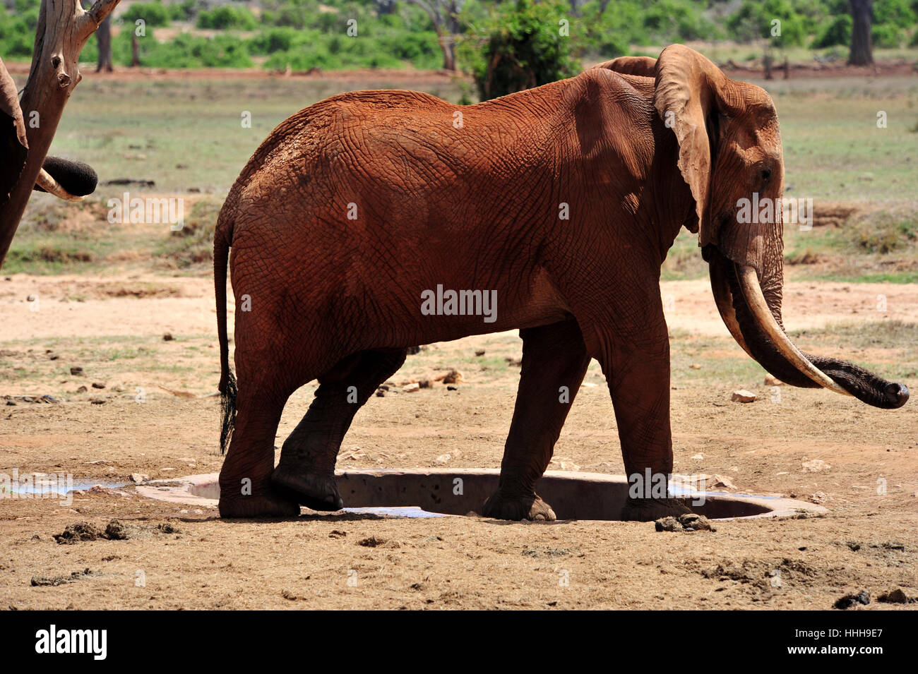 africa, elephant, tusks, savannah, ears, safari, proboscis, brown ...