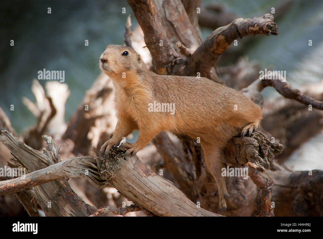 rodent, relaxation, animal, teeth, cave, wild, rodent, skin, branch ...