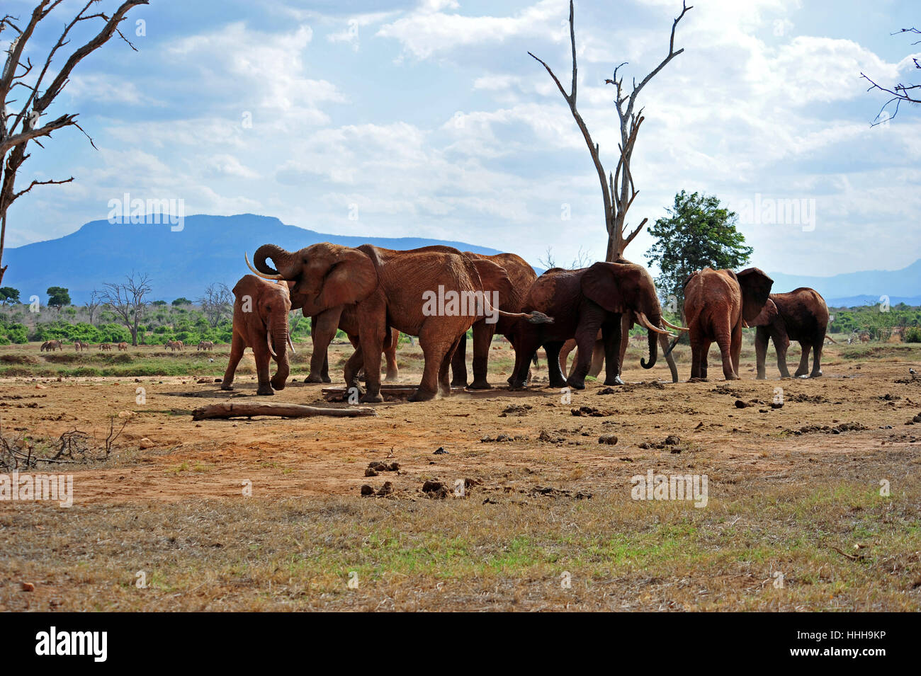 africa, elephant, tusks, safari, herd, proboscis, colossuses, africa ...