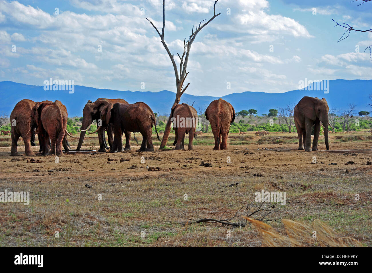 africa, elephant, tusks, safari, herd, proboscis, colossuses, africa ...