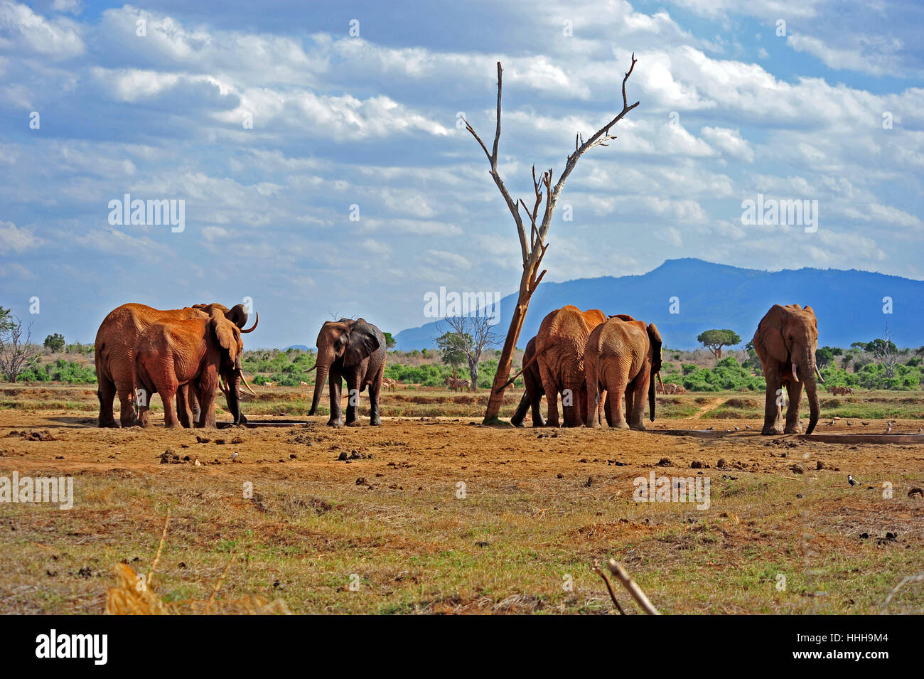 africa, elephant, tusks, safari, herd, proboscis, colossuses, africa ...