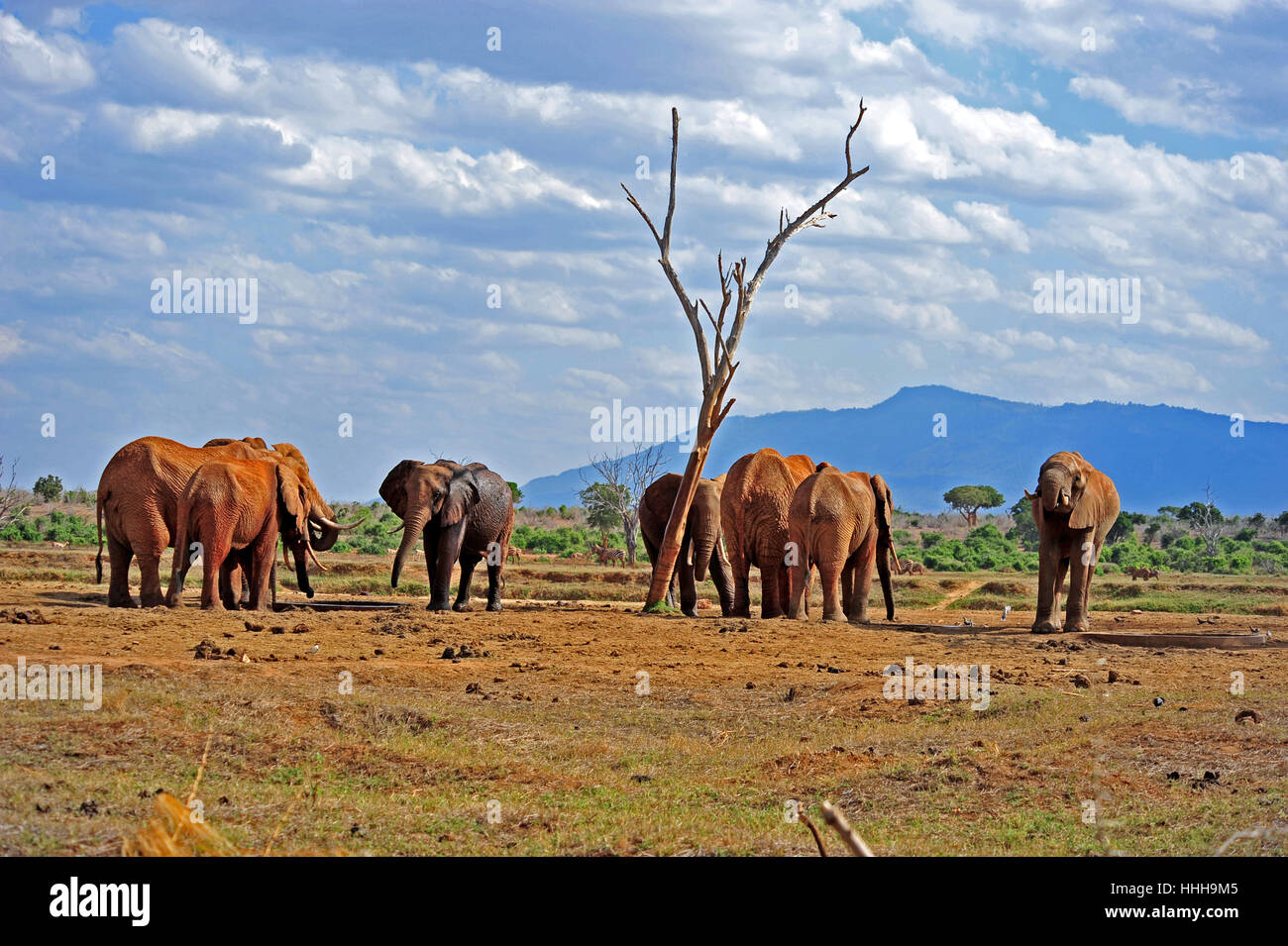 africa, elephant, tusks, safari, herd, proboscis, colossuses, africa ...