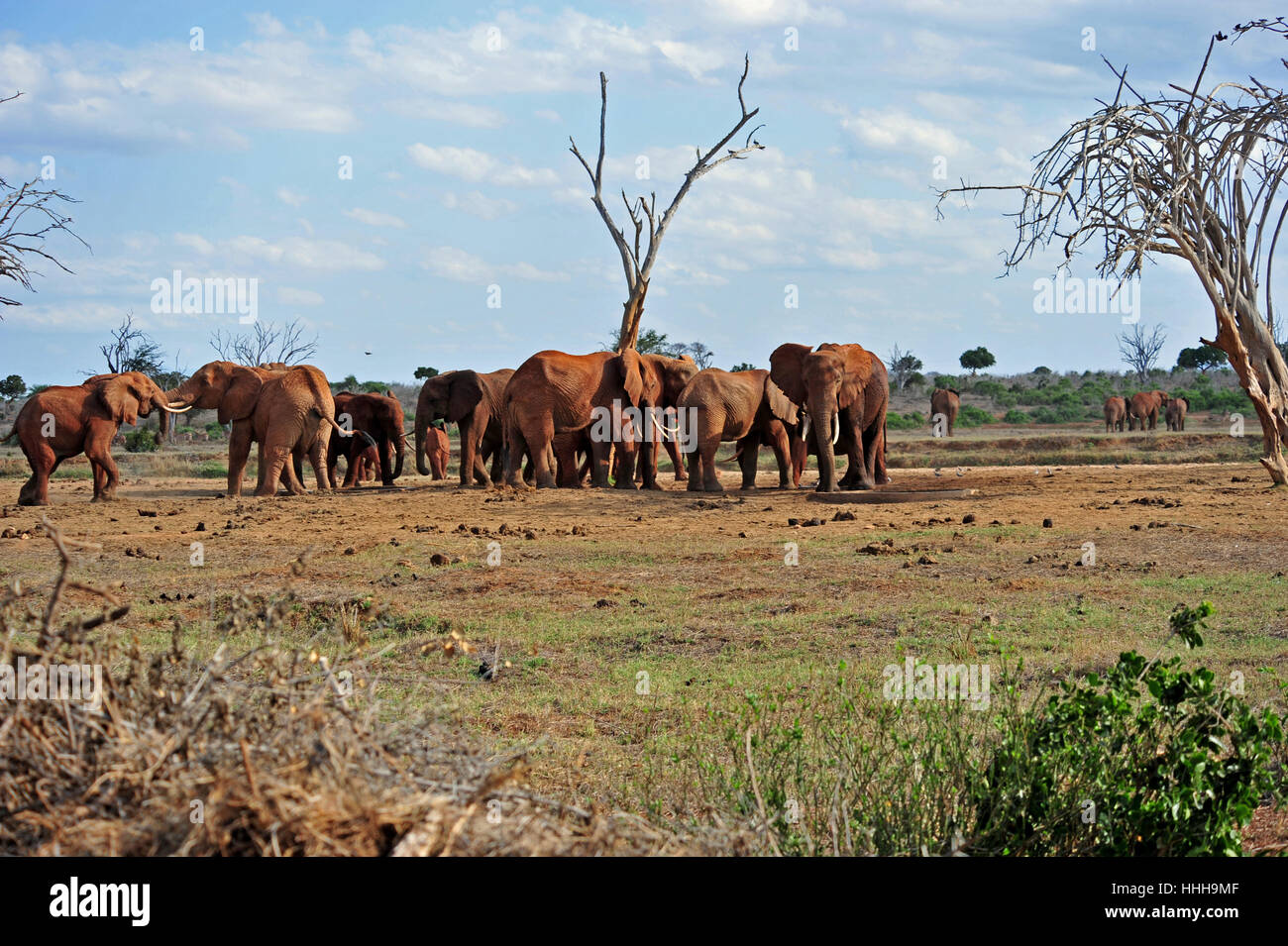 africa, elephant, giant, safari, herd, proboscis, water, brown ...