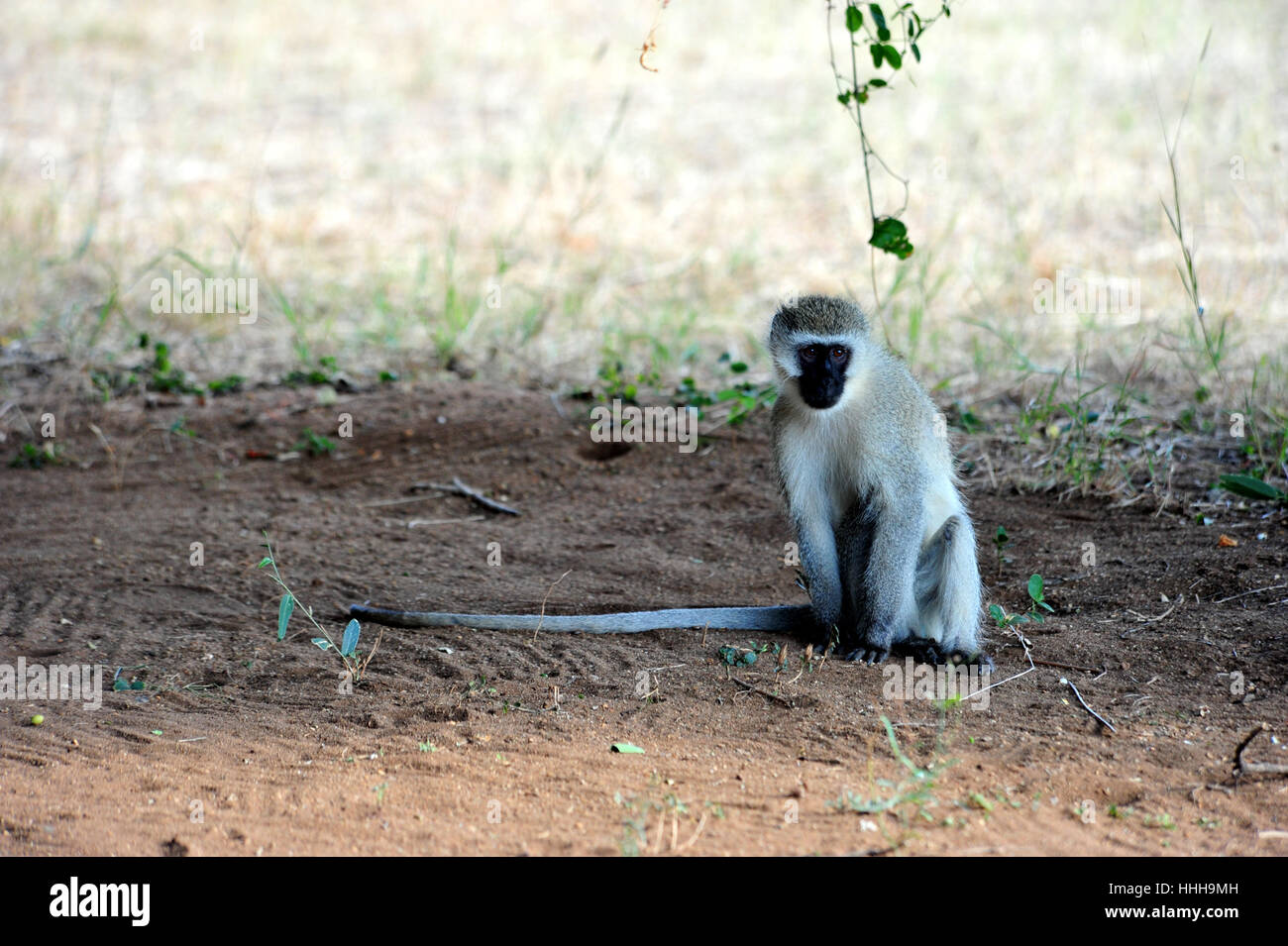 national park, africa, monkey, blank, european, caucasian, safari ...