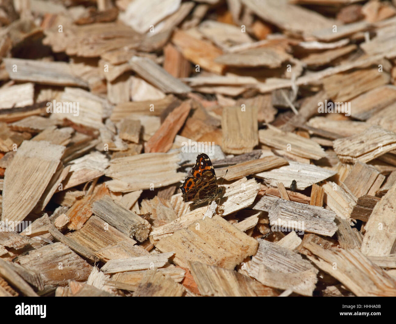 environment, enviroment, insects, wood, butterfly, recycling, forest ...