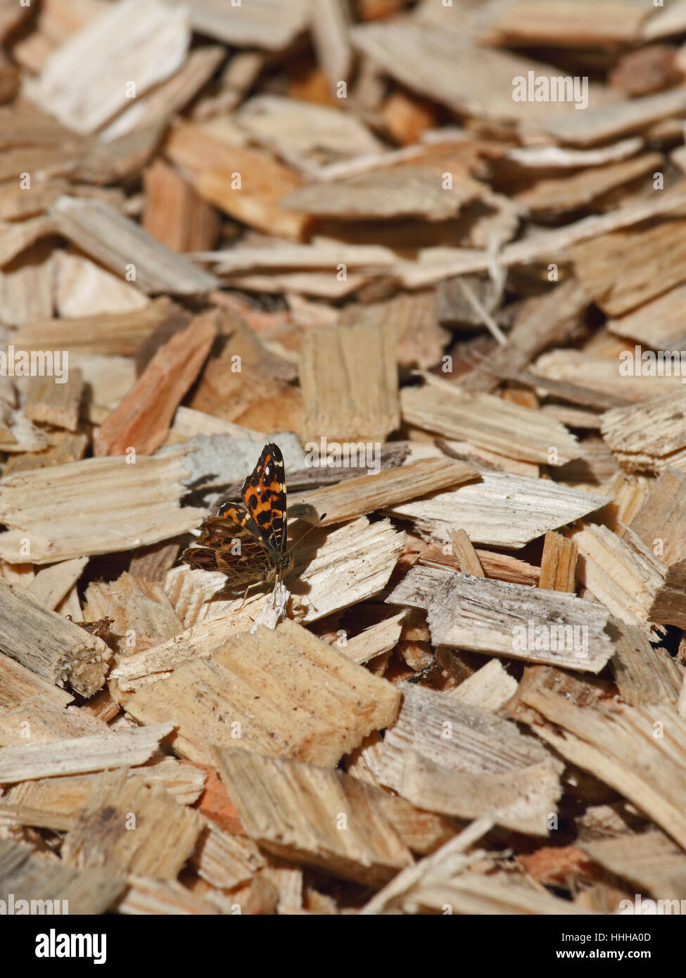 environment, enviroment, insects, wood, butterfly, recycling, forest ...