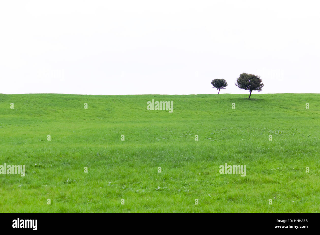 green grass hill with two trees - isolated Stock Photo - Alamy