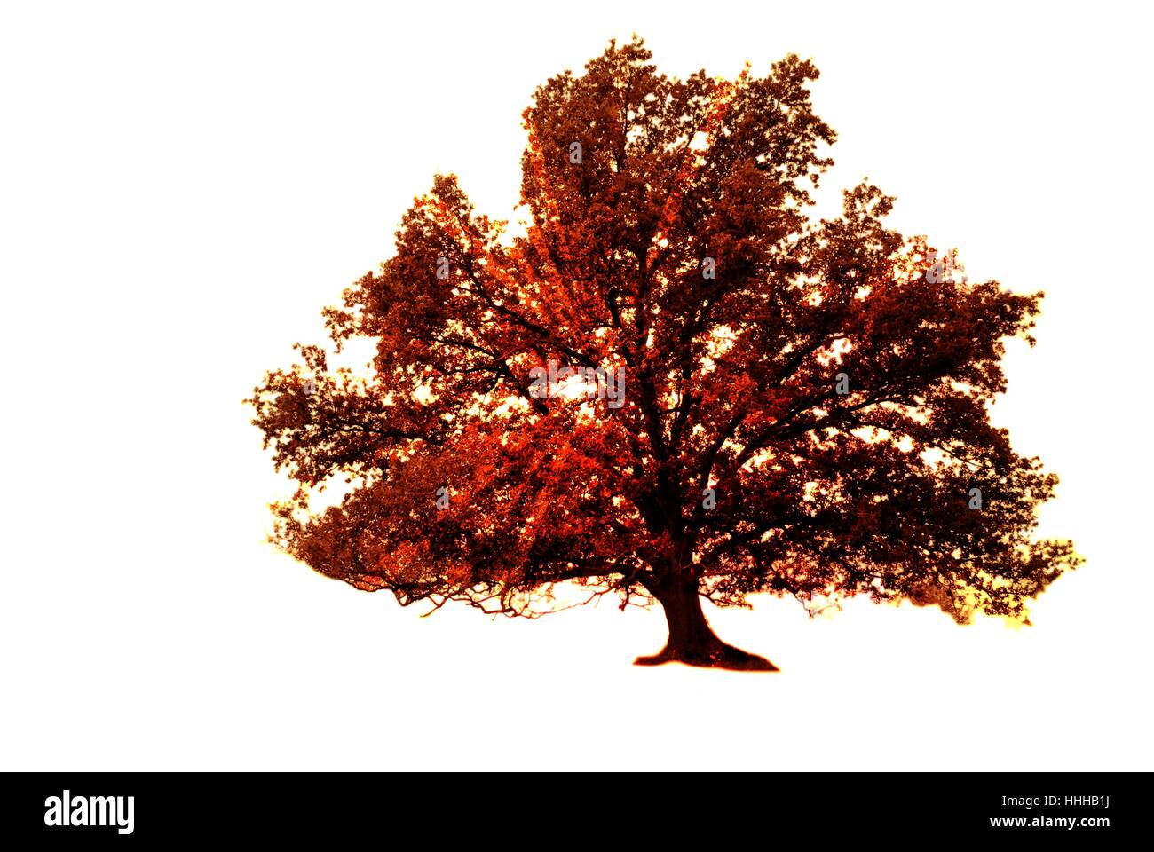 oak tree quality seal Stock Photo - Alamy