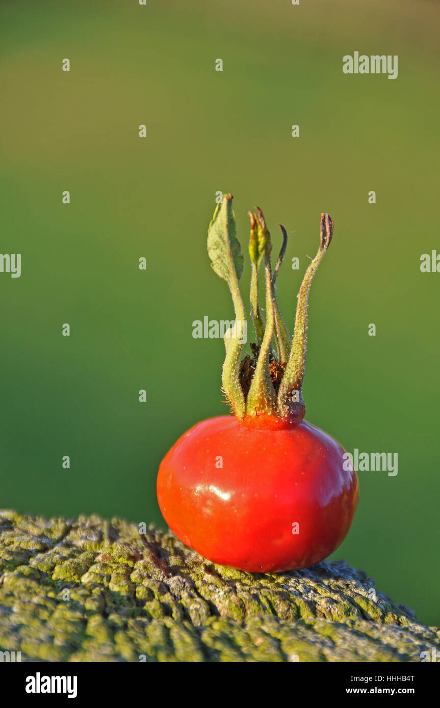 haw, green, ripe, ripeness, haw, ruddiness, backdrop, background, red ...
