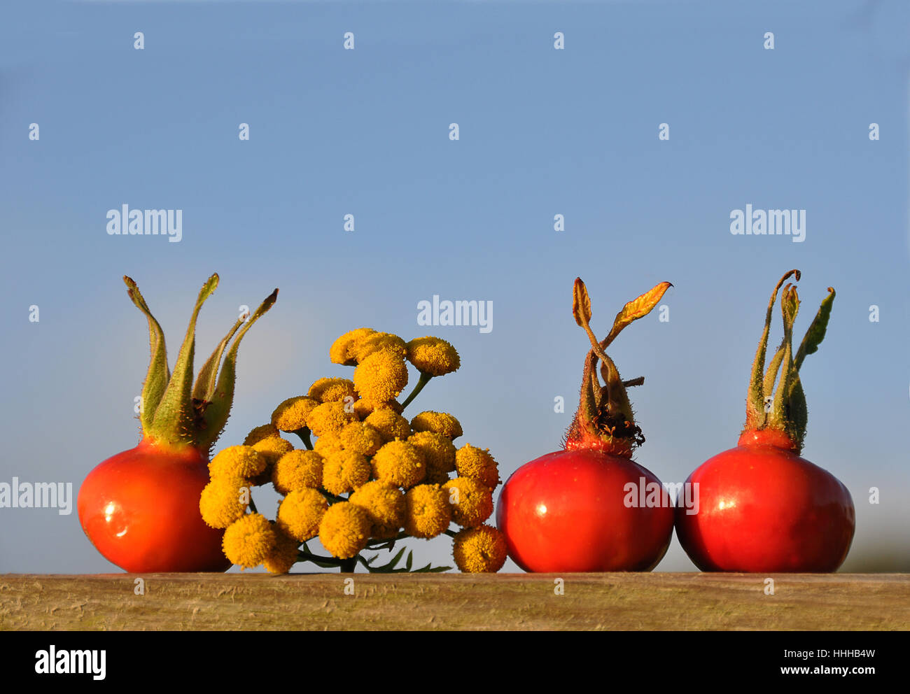 progenies, fruits, haws, haw, blue, ripe, progenies, fruits, haws ...