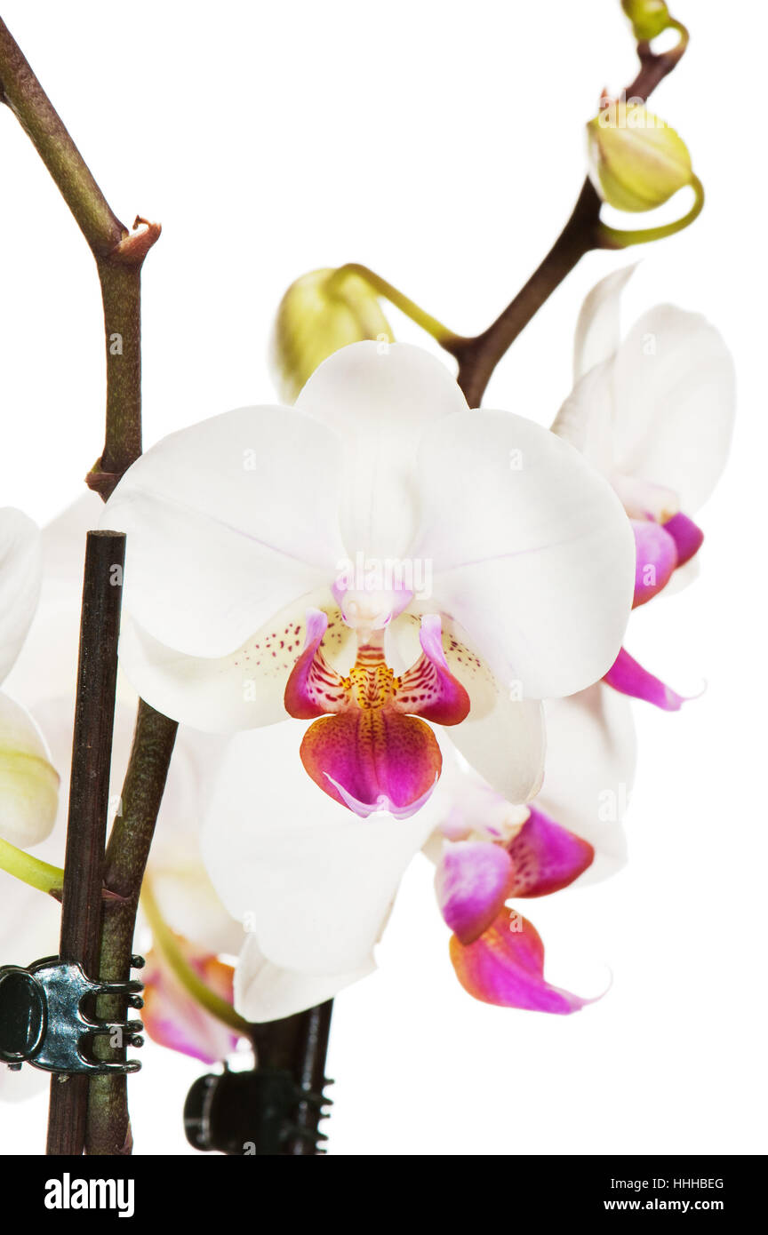 isolated, house, building, present, beautiful, beauteously, nice, leaf ...