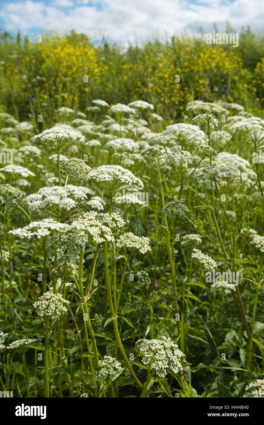 landscape, scenery, countryside, nature, lawn, green, close, blue ...