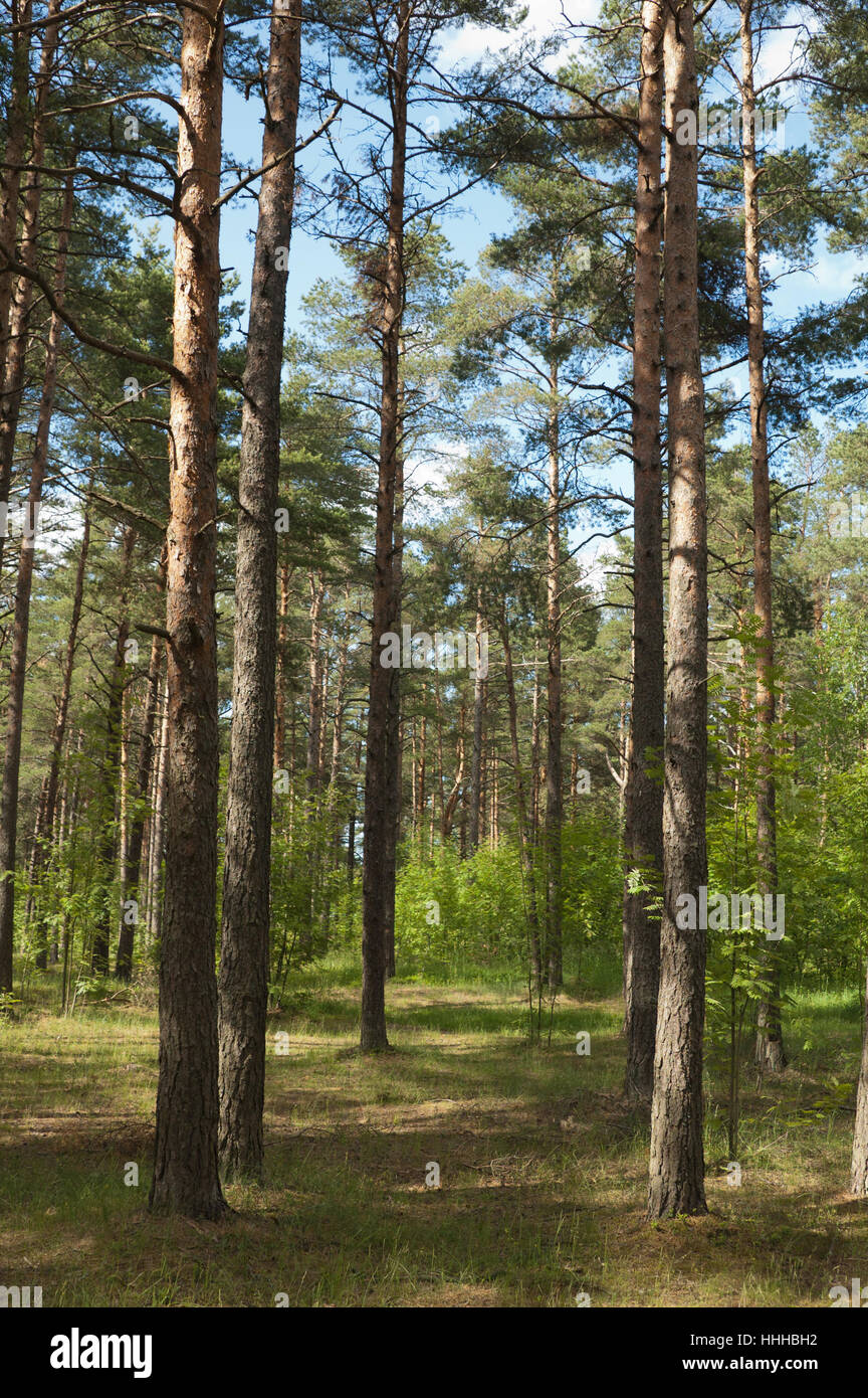 environment, enviroment, summer, summerly, season, scene, location ...