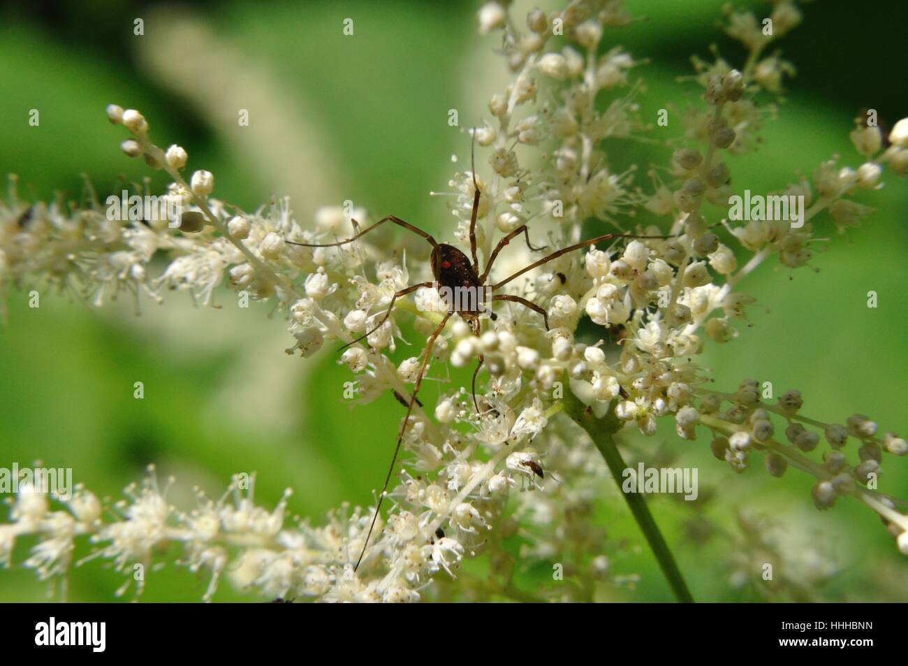 Famous spider hi-res stock photography and images - Alamy