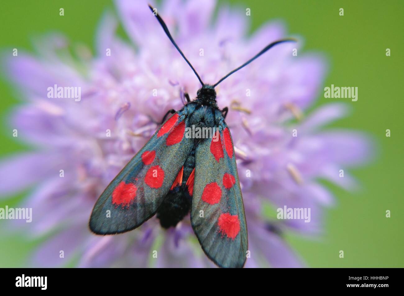 insect, butterfly, moth, animal, bloom, blossom, flourish, flourishing ...