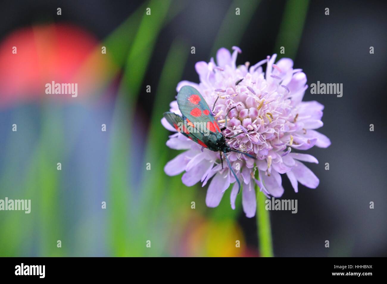 insect, butterfly, moth, animal, bloom, blossom, flourish, flourishing ...