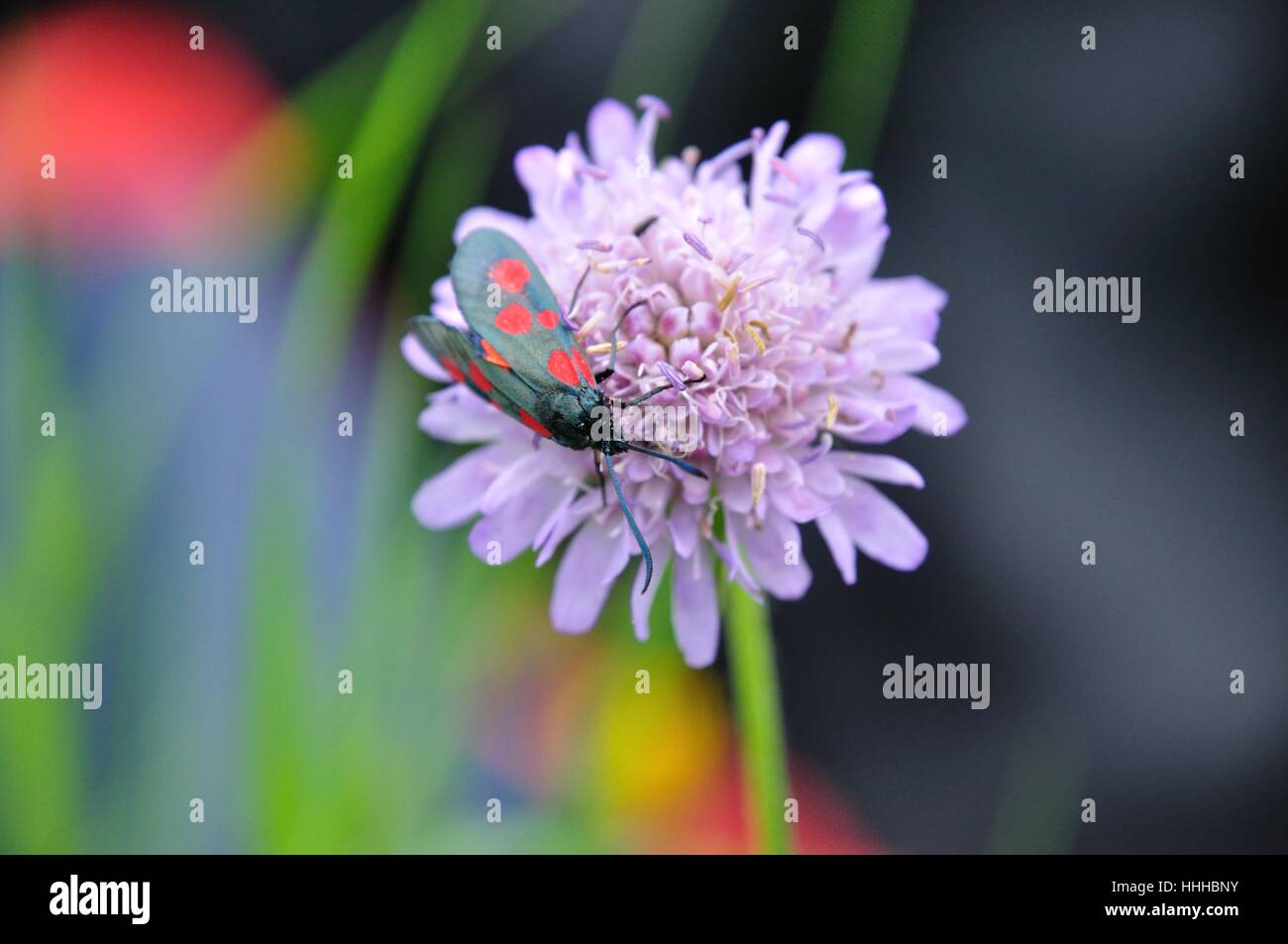 insect, butterfly, moth, animal, bloom, blossom, flourish, flourishing ...