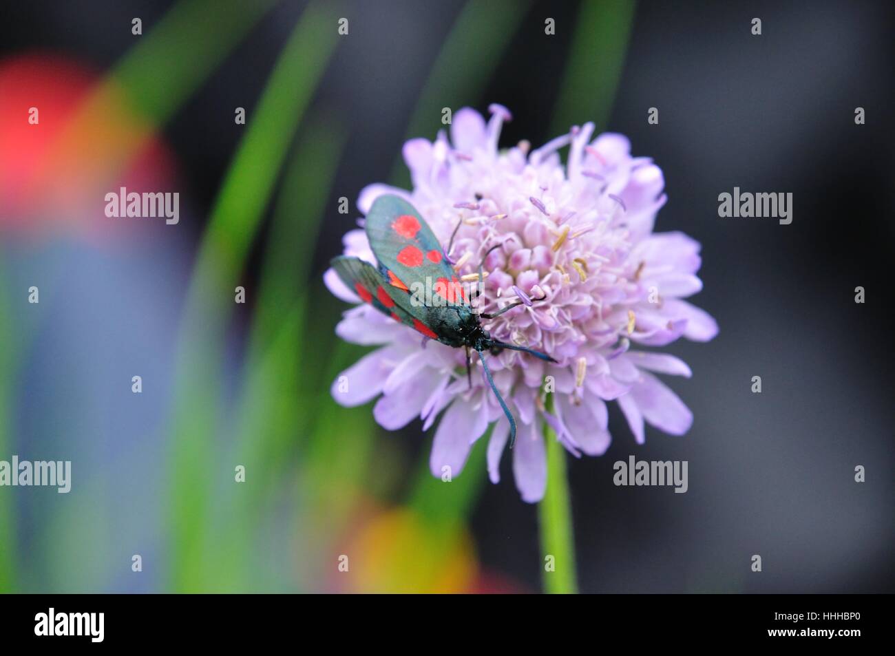 Blutstrpchen hi-res stock photography and images - Alamy