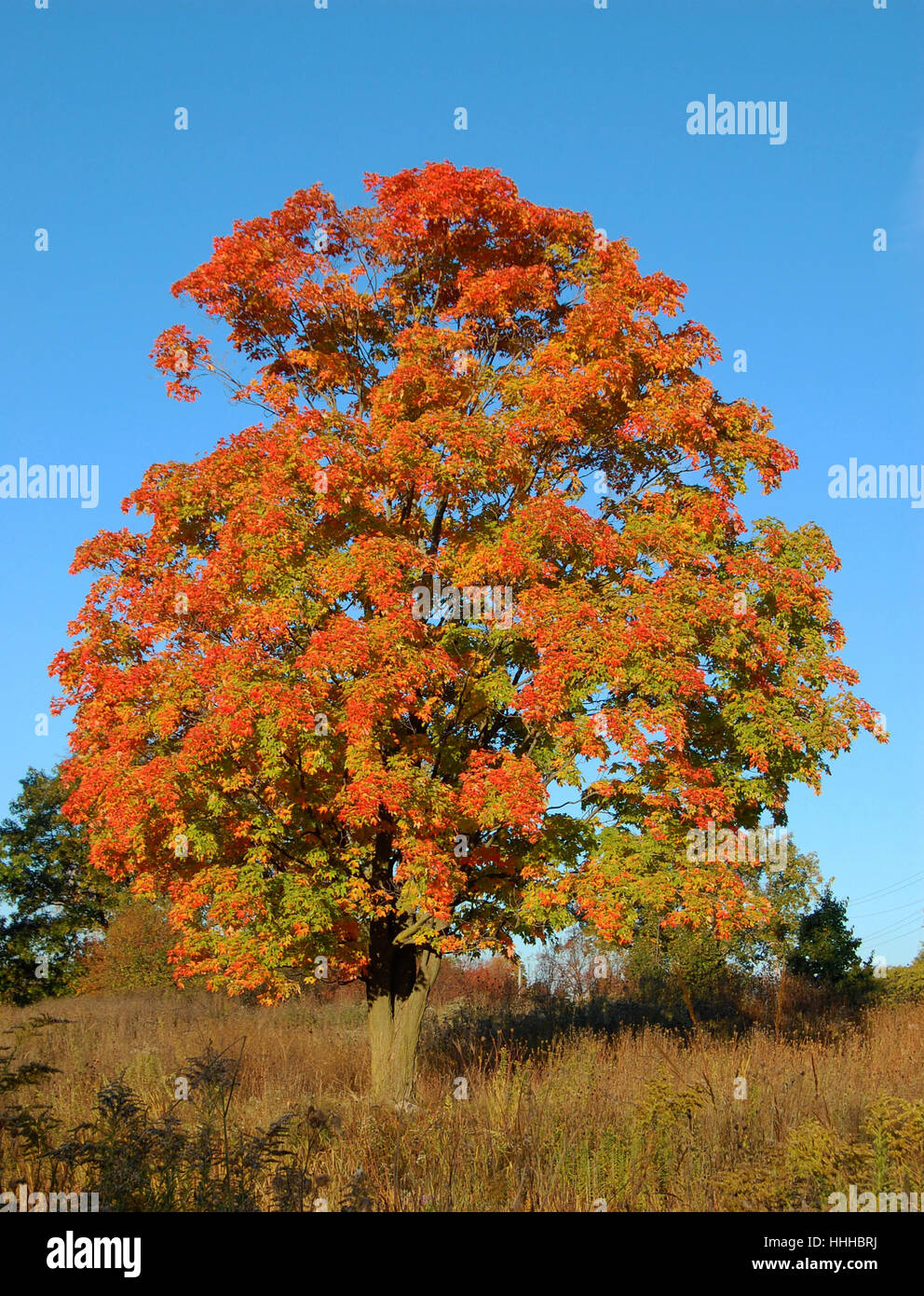 blue, colour, tree, park, leaves, autumnal, branch, maple, october ...