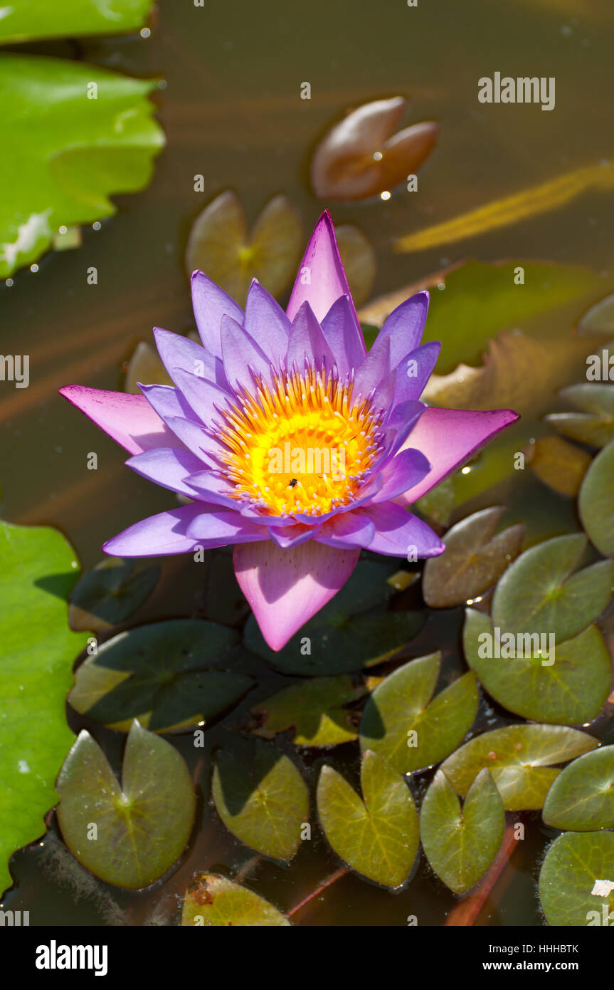 Insect on lotus flower hi-res stock photography and images - Alamy