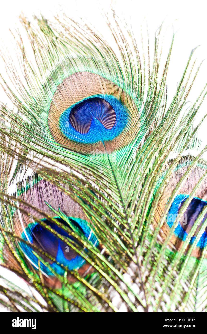 Abstract Peacock Background